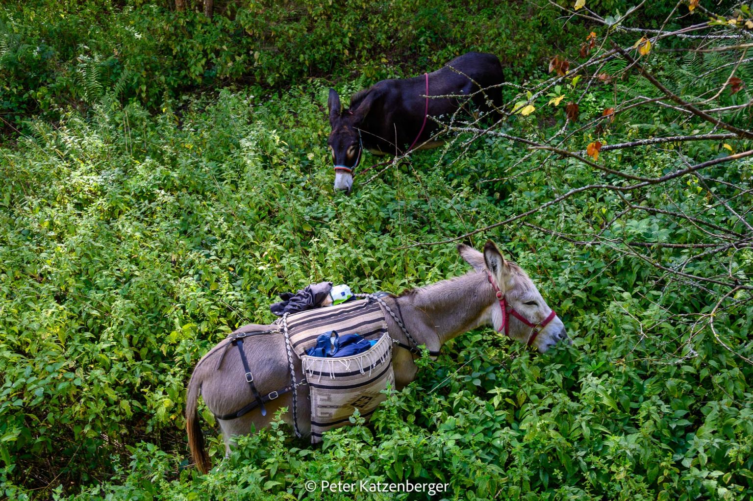 Eselwandern in den Vogesen - Bistro Global